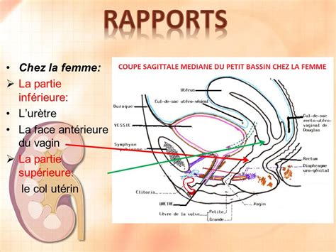 LA VESSIE Dr CHENAFA SERVICE DANATOMIE NORMALE CHU ORAN Ppt Video