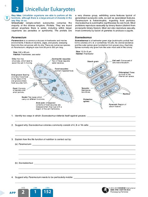 2 Unicellular Eukaryotes Pdf Cell Biology Eukaryotes
