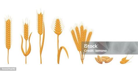 밀 귀 시리얼 스파이크 줄기 및 씨앗 빵 농장 원시 생산 유기농 식품 베이커리를위한 그래픽 디자인 요소 밀에 대한 스톡 벡터 아트 및 기타 이미지 Istock