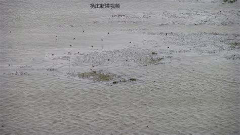 bird detect data object detection dataset by birdsdata