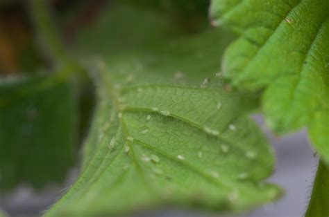 Aphids Right R Whatsthisbug