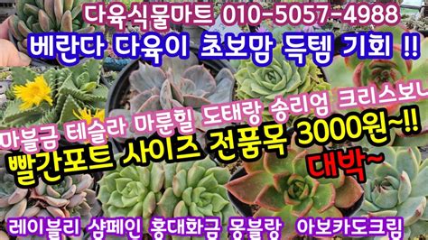 진짜 착한 다육이 쇼핑 🛍 3000원 의 행복을 퍼 드려요~🌸베란다 사이즈가 몽땅 3000원 ~다육식물마트 010 5057