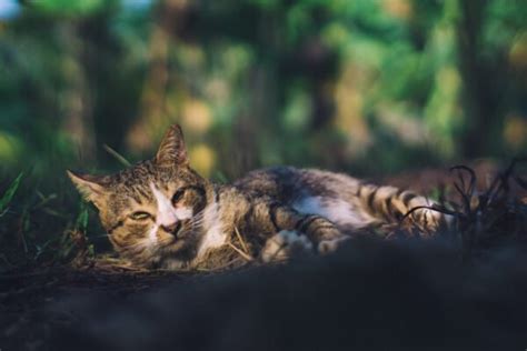 Understanding The Estrous Cycle In Cats The Daily Cat