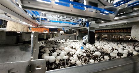 Automated Solution For Mushroom Harvesting Introduced Mycionics Inc