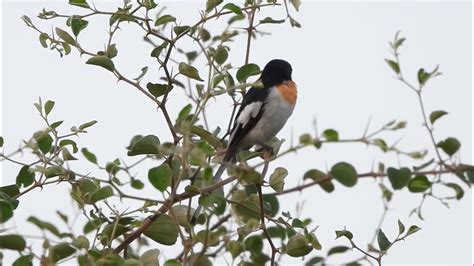 White Bellied Minivit Sikar Rajasthan India Youtube