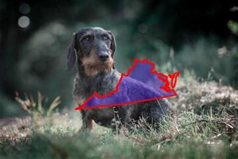 Top German Wirehaired Pointer Breeders In Virginia