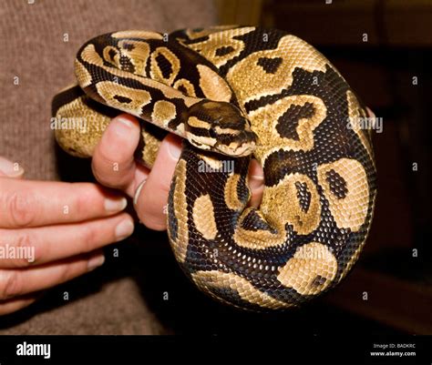 Pet Royal Python Python Regius Being Handled Stock Photo Alamy