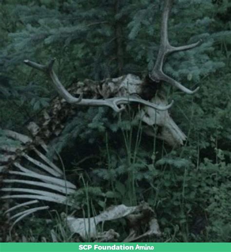 SCP Wiki SCP Foundation Amino