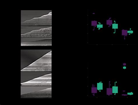 Osmotic Support Does Not Restore Pulsatile Growth Dynamics In Msl8 Download Scientific Diagram
