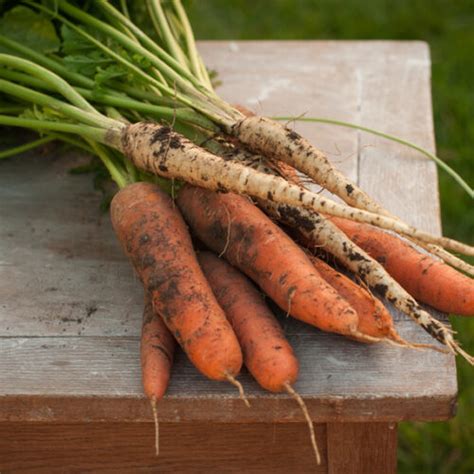 Parsnip Abc Gardening Australia Magazine Parsnip Abc Gardening Australia Magazine