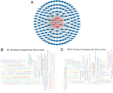 Interaction Network Analysis Between Apoptosis Regulators And Their