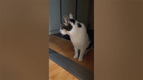 여동생에게 매일 두둘겨맞는 고양이🐾 왜 거기서 그러고 있어~👨‍🦱 동생이 저 때렸어요~😿 Youtube