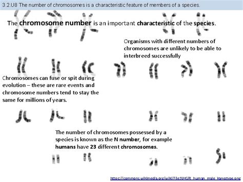 3 2 Chromosomes Essential Idea Chromosomes Carry Genes