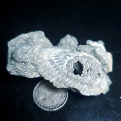 Fossilized Shell V Dan Hurd Prospecting