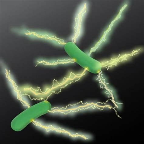 Electrostatic Force Microscopy Efm Shows Electric Charge Propagating Along Microbial Nanowires