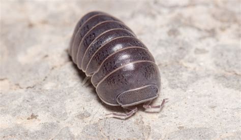 Are Roly Polys Bad For Vegetable Gardens Crate And Basket