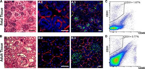 A Novel Three Dimensional Human Peritubular Microvascular Sy Journal Of The American