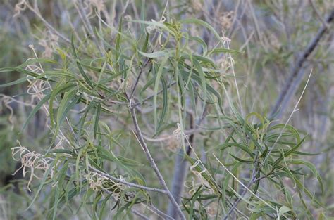 Chilopsis Linearis And Cultivars Plantright