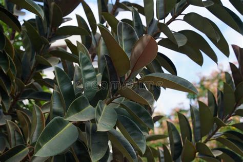 Ficus Elastica Also Known As The Rubber Fig Rubber Bush Rubber Tree In Nature Stock Image