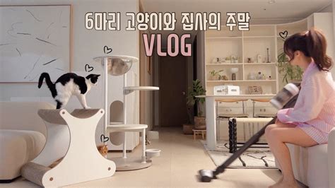 고양이와 집사 Vlog🏡 추천하고픈 Best3 아이템 6마리 고양이의 귀여운 순간포착 Youtube