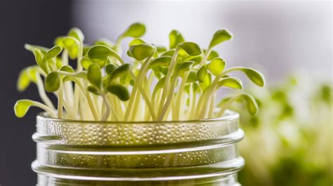 How To Sprout Yellow Pea Microgreens And Sprouts