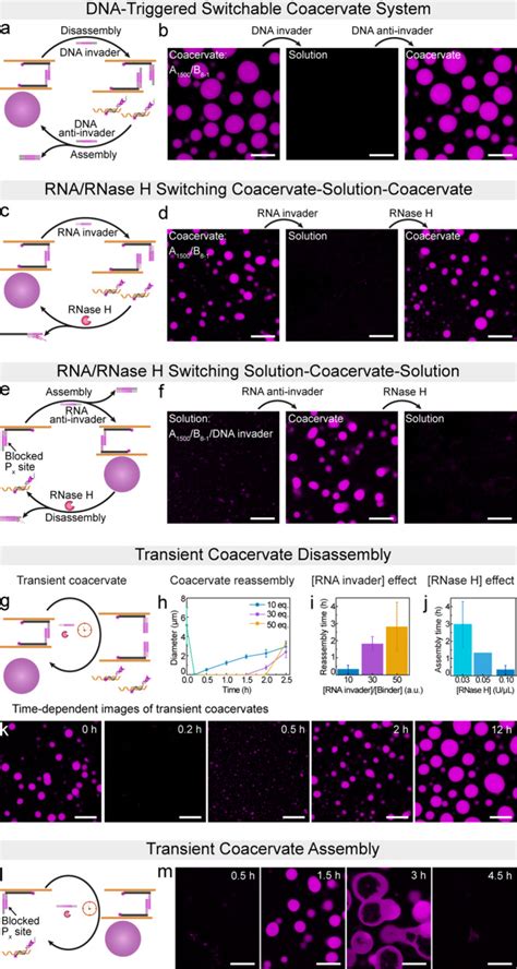 A Facile Dna Coacervate Platform For Engineering Wetting Engulfment Fusion And Transient