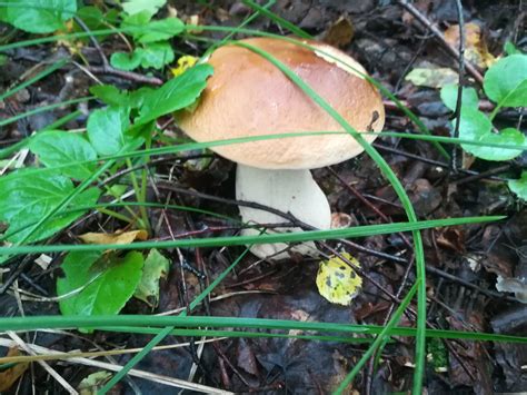 Три белых Пикабу