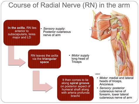 Radial Nerve Palsy Pptx