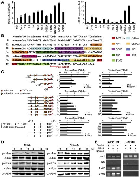 Functional Analysis Of Cis Regulatory Elements Involved In The Download Scientific Diagram