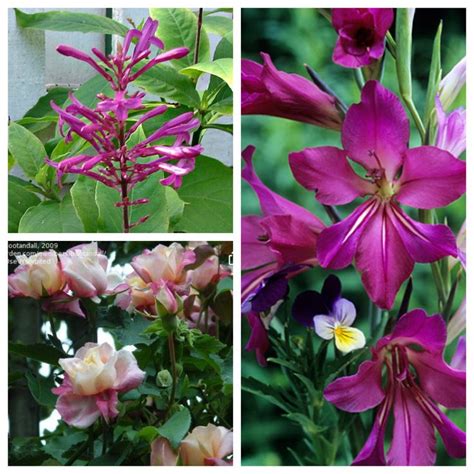 Rose Rosette Delizy Purple Fire Spike And Byzantine Gladiolus