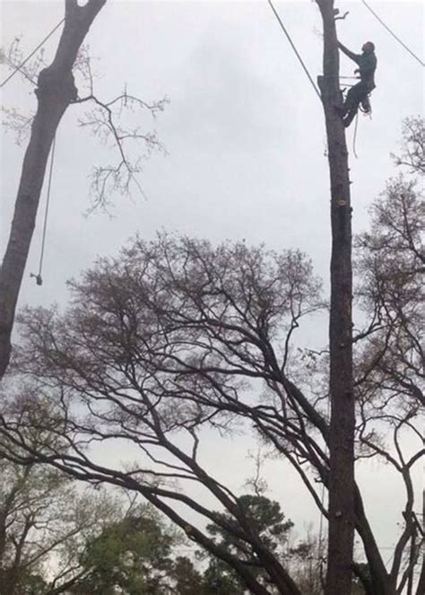 Gallery Garcia Professional Tree Service