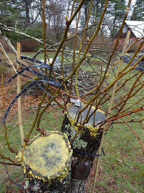 Pear Propagation Catskill Forest Association