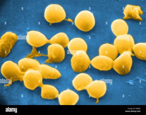 Micrococcus Bacteria High Resolution Stock Photography And Images Alamy