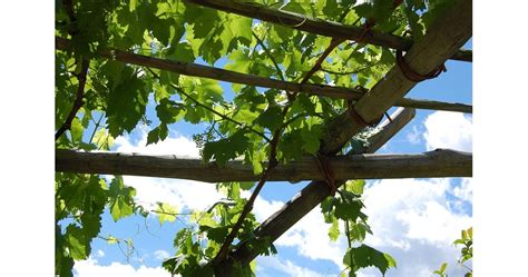 Формирането на асма Български Фермер