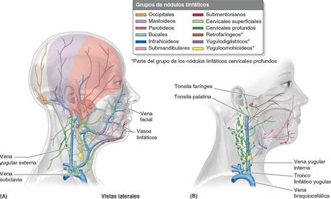 Anatomía De Los Ganglios Linfáticos De La Cabeza Y El Cuello