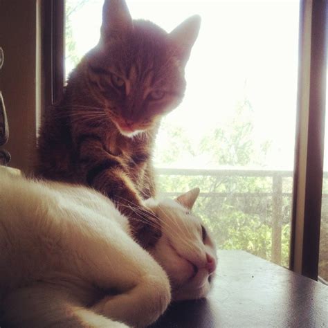 Give Me The Catnip Or Hes Dead Imgur