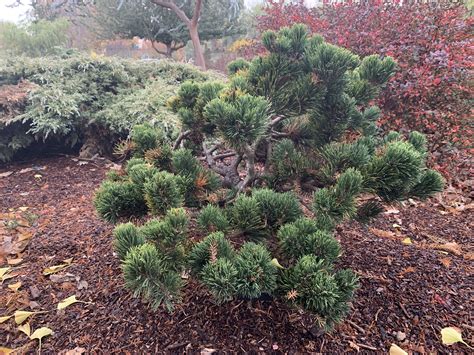 How Much Are Small Pine Trees At Ruth Sapp Blog