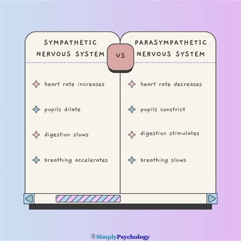 Sympathetic Vs Parsympathetic Nervous System