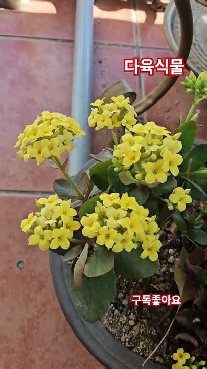 다육이 다육식물 다육 Youtube