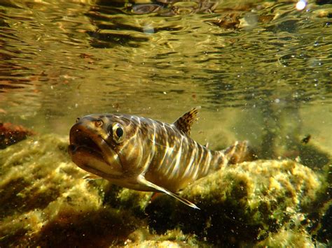Brook Trout Fish Habitat Section