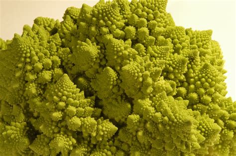 무료 이미지 식품 녹색 생기게 하다 야채 관목 브라 시카 콜리 플라워 프랙탈 로마네스크 브로콜리 로마 양배추 자연 현상 반복 패턴 꽃 피는 식물
