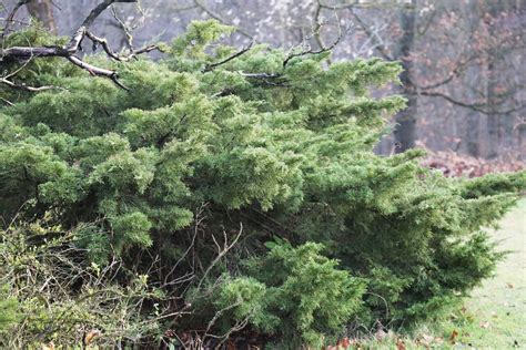 Les Conifères Stop Ou Encore La Terre Est Un Jardin
