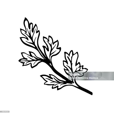 셀러리 파슬리 채소의 이미지가 있는 벡터 그래픽 손으로 그린 흑백 요리 일러스트레이션 흰색 배경에 메뉴 포스터 또는 라벨용 요리법 및 패키지용 건강한 식생활에 대한 스톡