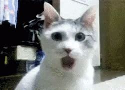 Shocked Cat  Shocked Cat Surprised Discover And Share S