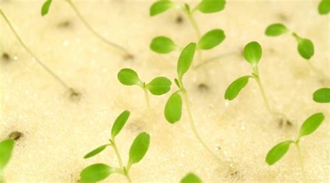 10 Creative Hydroponic Gardening Ideas Hydroponic Gardening