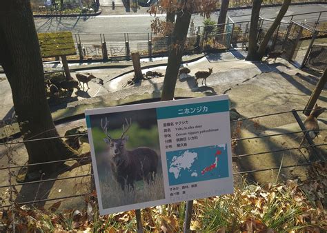 Yaku Island Sika Deer Exhibit Zoochat