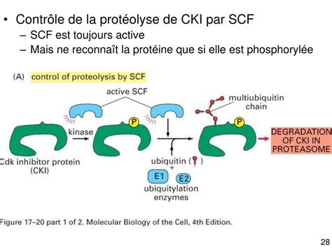 Ppt Le Cycle Cellulaire Powerpoint Presentation Free Download Id 442993