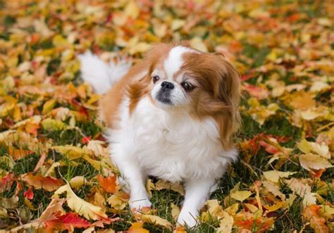 11 Fascinating Japanese Dog Breeds Highland Canine Training