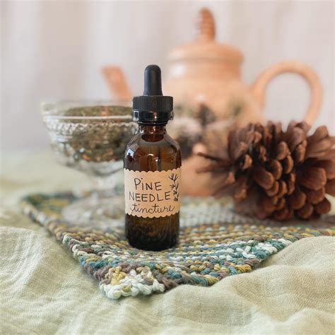 Pine Needle Tincture The Herbology Faerie