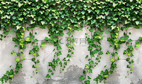 覆盖混凝土墙的野生常春藤上大量开花的绿藤的质地高清摄影大图 千库网